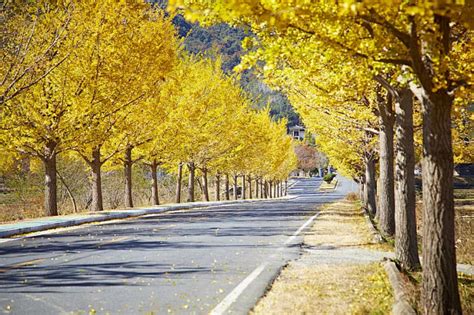银杏道路图片素材id Vcg211130248226