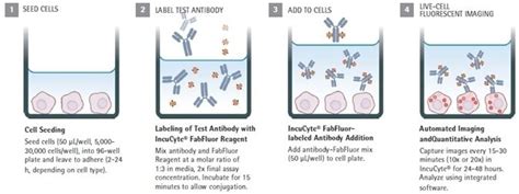Fluorescent 96 Well Antibody Internalization Assays