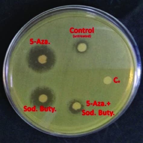 3 Disc Diffusion Assay Of Crude Compounds From Different Treatment Download Scientific Diagram