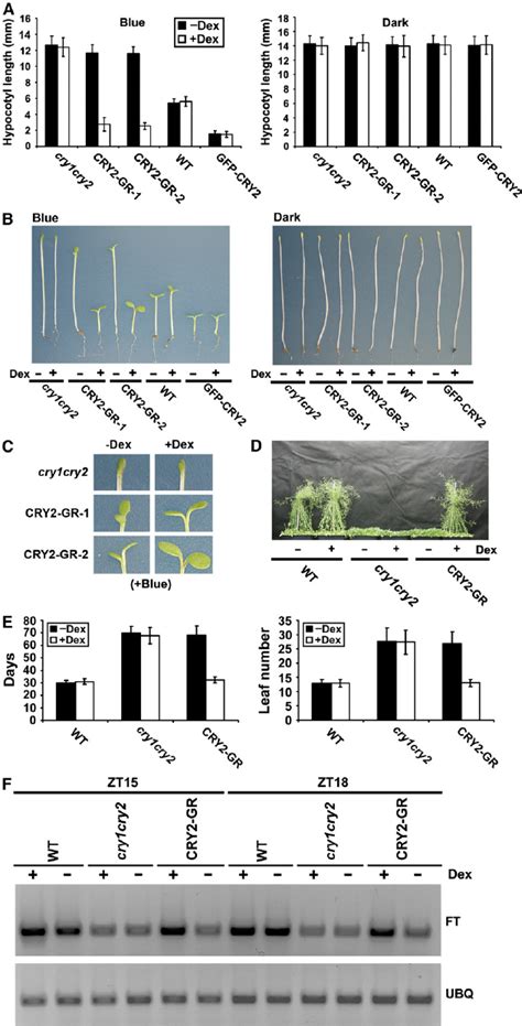 Only Nuclear Localized Cry2 Gr Can Rescue The Long Hypocotyl And