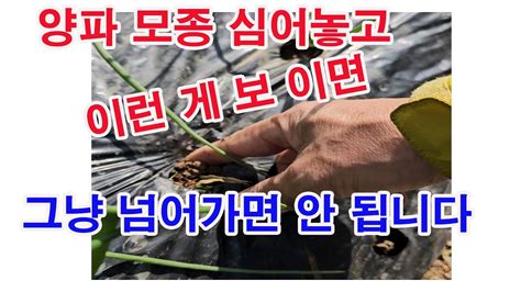 양파 모종 심어놓고 이런 게 보이면 그냥 넘어가면 안 됩니다양파 재배 양파 심기 양파 모종 심기 양파 병충해 고자리파리 고자리 파리 방제 뿌리 응애 방제