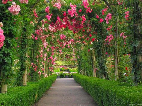 Red Rose Garden Wallpapers Wallpaper Cave