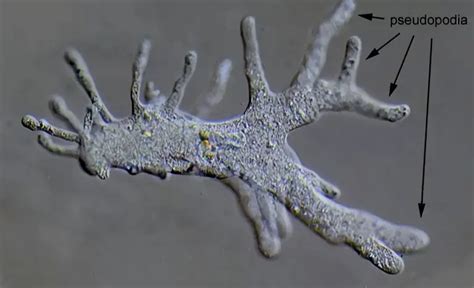 变形虫，微小生物的不屈力量，它们的运动以及食物获取方式