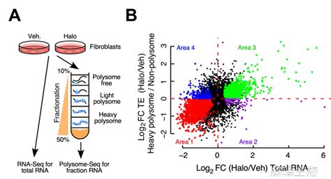 Polysome Profiling技术中翻译效率（te）的不同表征方法 公司新闻 广州卿泽生物科技有限公司