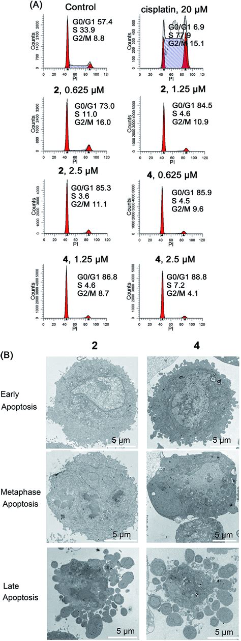 A Effects Of 2 And 4 On Cell Cycle Distribution Analyzed By Flow Download Scientific Diagram