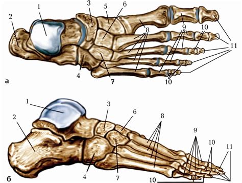 Будова та зєднання кiсток гомiлки I стопи