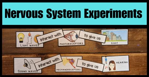 Teaching The Nervous System Middle School Science Experiments