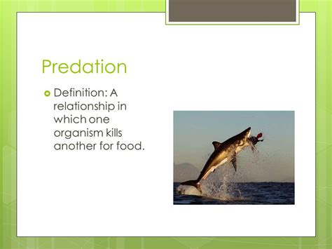 Predation Definition