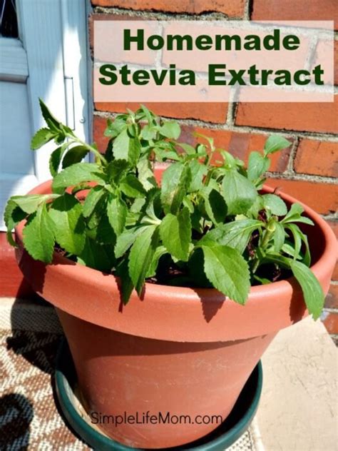 How To Make Homemade Stevia Extract Simple Life Mom