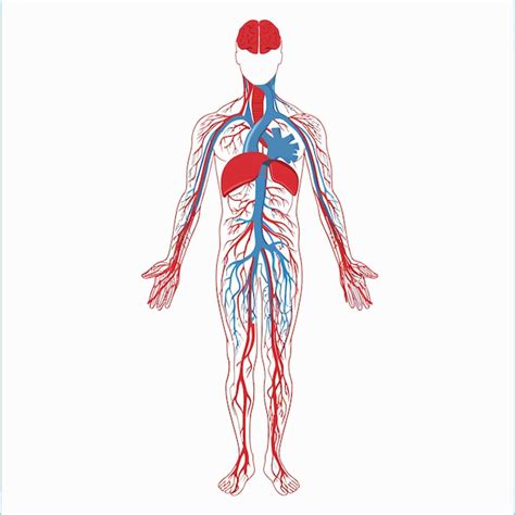 Circulatory System Diagram Unlabeled Anatomy Of Human Body And