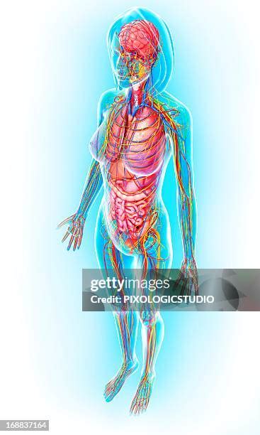 Lung Lymph Nodes High Res Illustrations Getty Images