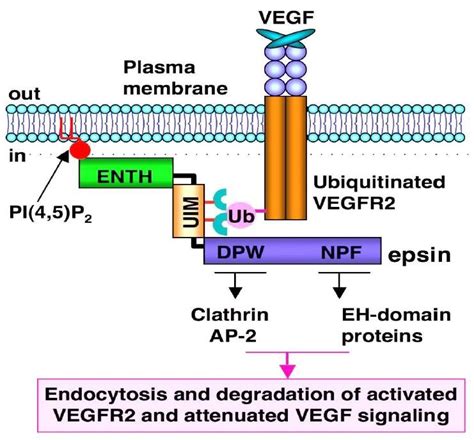 Epsins Are Adaptor Proteins In Endocytosis Vegfr2 Is Activated By