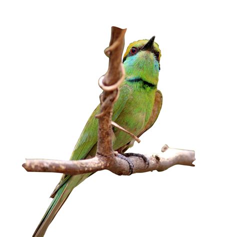 Green Bee Eater