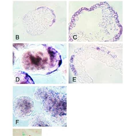 Epl Cells Form Parietal Endoderm But Not Visceral Endoderm When