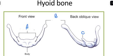 Hyoid Bone Diagram Quizlet