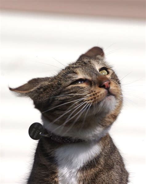 Cat Blowing Coat At Harry Stedman Blog