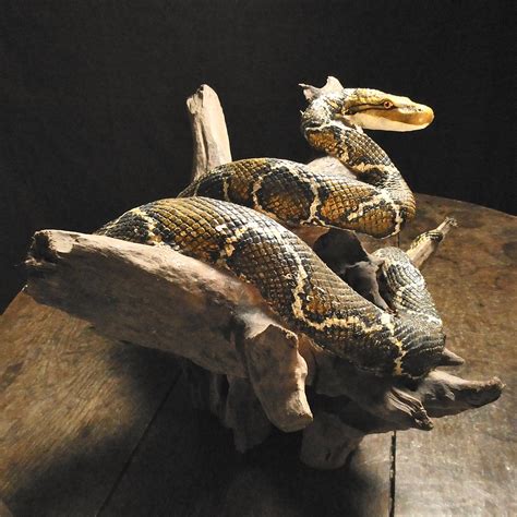A Handmade Python Austyn Fine Strange And Remarkable Objects