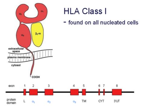 Hla Genetics Some Basic Immunology Flashcards Quizlet