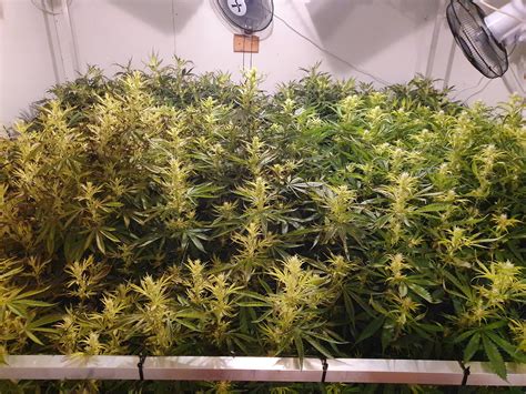 Noob Having Issues Incredible Bulk Strain Rmicrogrowery