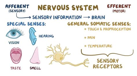Somatic Nervous System Pathway