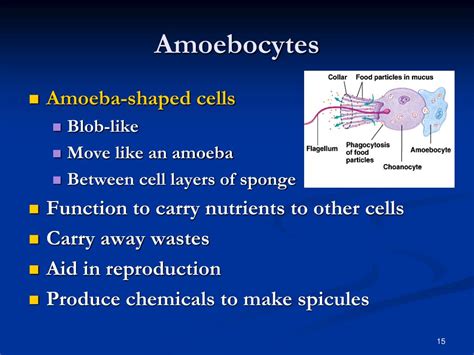 Ppt Simple Invertebrates Sponges Cnidarians Flatworms Roundworms