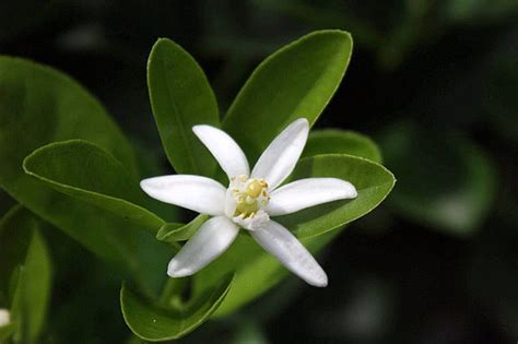 橙花风景橙子橙花橙花第4页大山谷图库