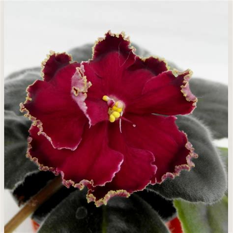 См Стассия Фиалка Фото – Telegraph