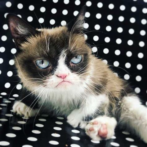 Internet Star Grumpy Cat Dies At Age Of Seven The Tribune
