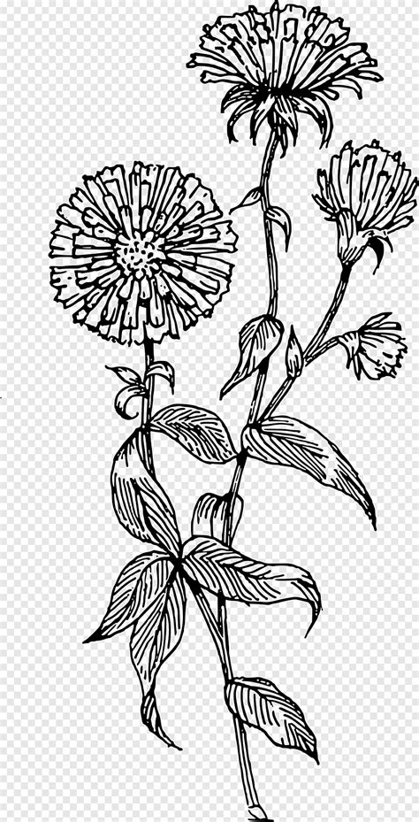 How To Draw An Aster Flower Easy Drawing Guides Has Loads Of
