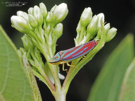 Red Banded Leafhopper