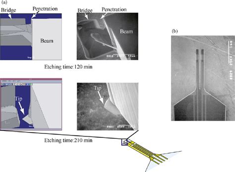 Fabricated Tuning Fork And Tip Structure By Anisotropic Wet Etching Download Scientific