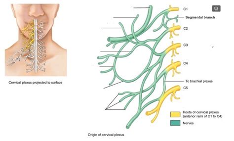 Cervical Plexus Diagram Quizlet