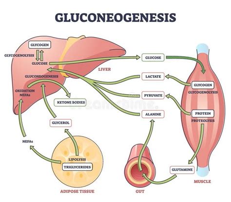Gluconeogenesis Gng Metabolic Pathway For Glucose Generation Outline Diagram Stock Vecto