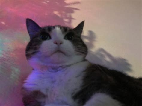 When The Catnip Kicks In Rcats