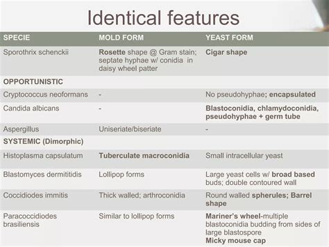 Opportunistic And Systemic Mycoses Tabulated Summary Ppt