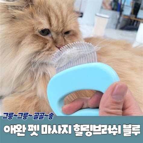 블루 펫 애완 마사지 힐링브러쉬 홈플러스 택배배송