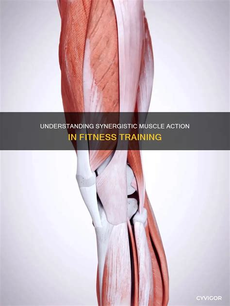 understanding synergistic muscle action in fitness training cyvigor