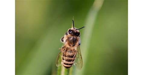Пчелите се справят по добре в градска среда отколкото в селскостопански райони
