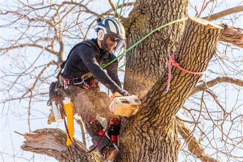 Mastering Advanced Tree Cutting Techniques Safety Equipment And Best