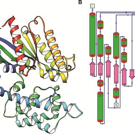 Three Dimensional Model And G Alpha Subunit The Solid Ribbon Download Scientific Diagram