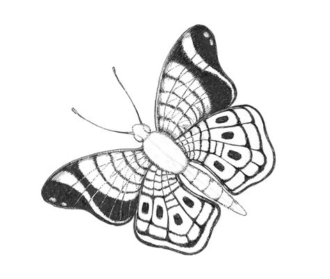Swallowtail Butterfly Line Drawing