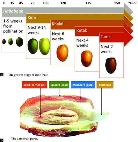 The Growth Stage Of Date Fruit Download Scientific Diagram