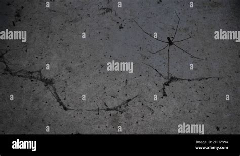 Wind Spider Stock Videos Footage Hd And K Video Clips Alamy