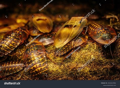 Forest Cockroaches Photos Images And Pictures Shutterstock