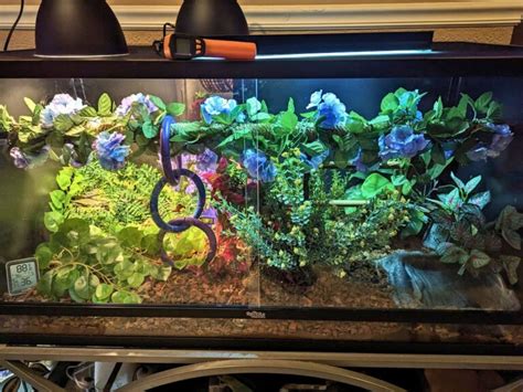 36 Ball Python Enclosure Ideas For Any Budget