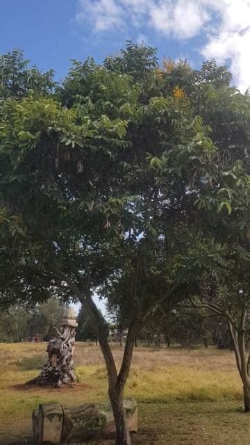 Tree Nature Summer Free Stock Video Pixabay