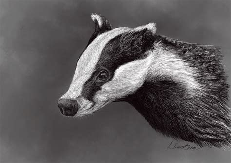 Badger Drawing Tutorial Mfpa In Ireland