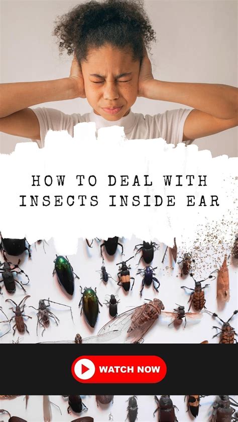 How To Deal With Insects Inside Ear Inside Ear Human Ear Ear