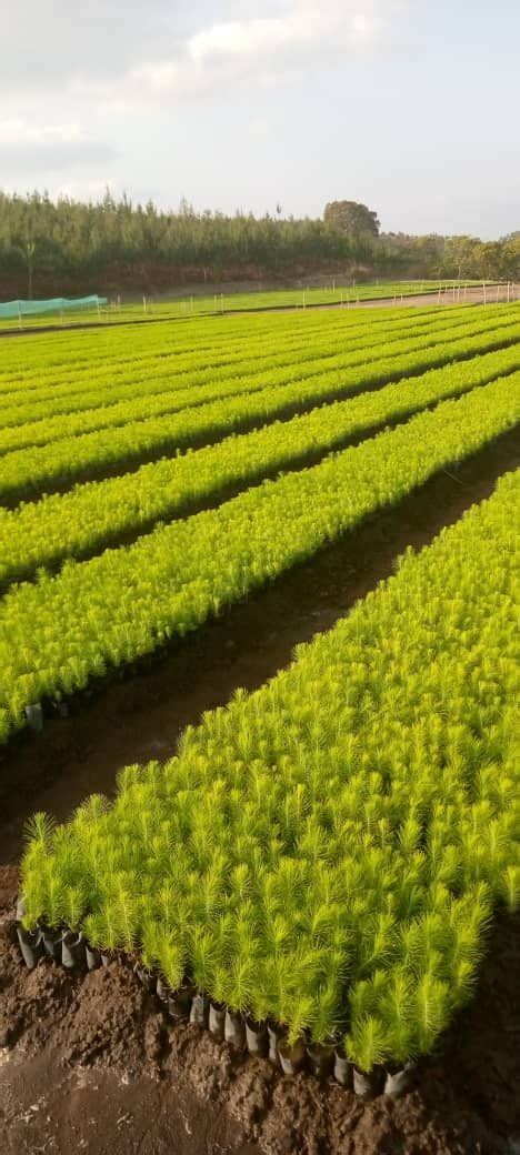 Isaac Mapunda On Linkedin Thanks To The Incredible Team We Have 2 000 000 Pine Seedlings Looks