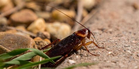 Outdoor Cockroaches What You Need To Know And When To Treat
